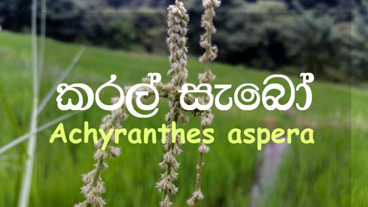 Karal sabo - Gas karalheba / Rathkaral heba - Achyranthes aspera - YouTube