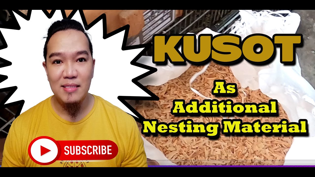 Kusot as Nesting Material - YouTube
