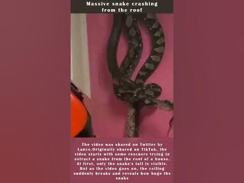 OMG - Scary Moment When Snakes Fall Out of the Ceiling! - YouTube