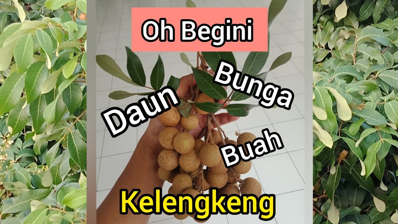 Yuk Kenalan || Begini Bentuk Daun, Bunga, dan Buah Kelengkeng - YouTube