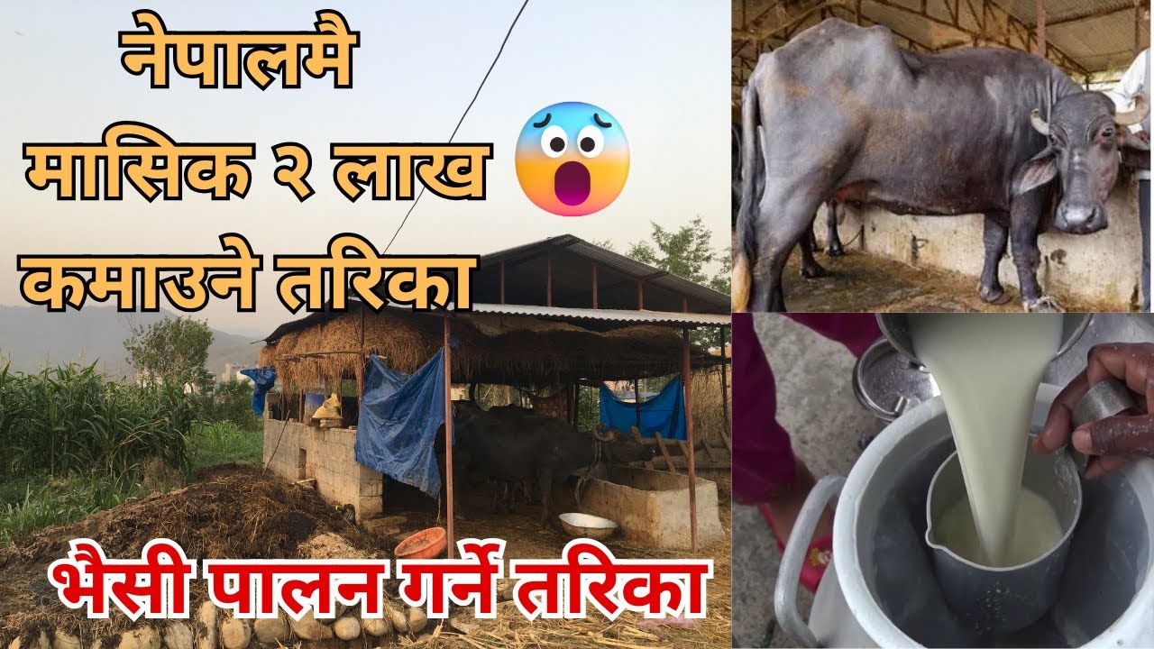 भैसी पालनबाट नेपालमै बसेर मासिक २ लाख कसरी कमाउने | Bhaisi palan Nepal ...
