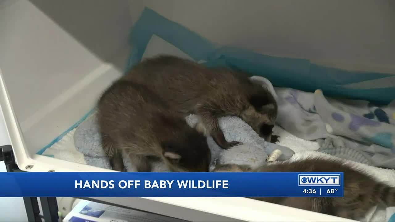 ‘We do not want to go and pick them up’: Wildlife professionals warn to ...