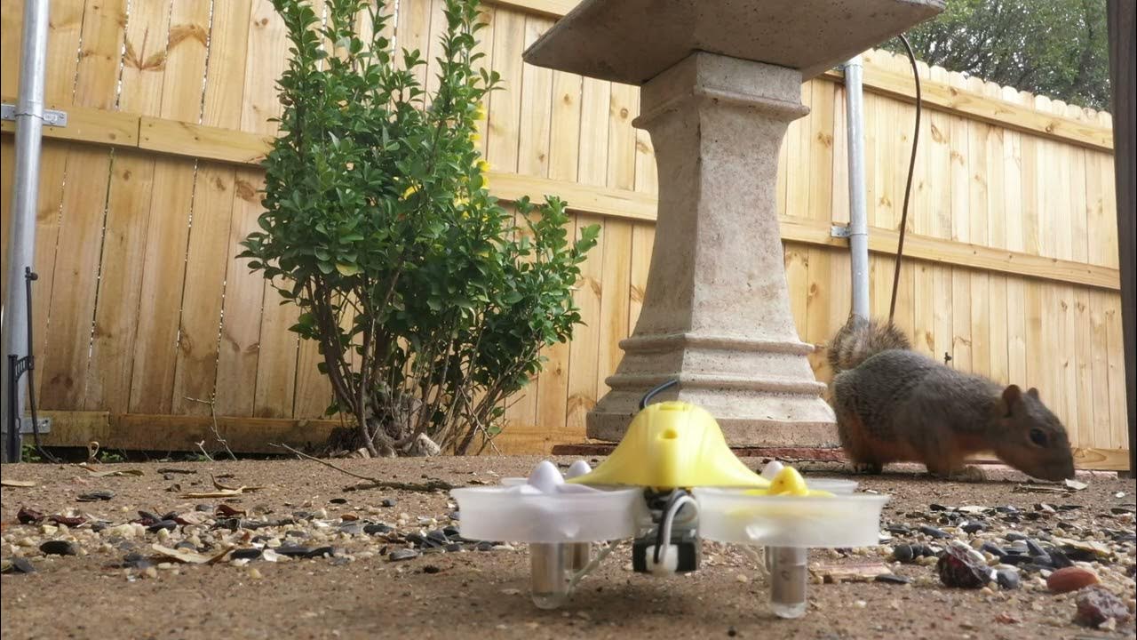 Squirrel Drone Encounter - YouTube