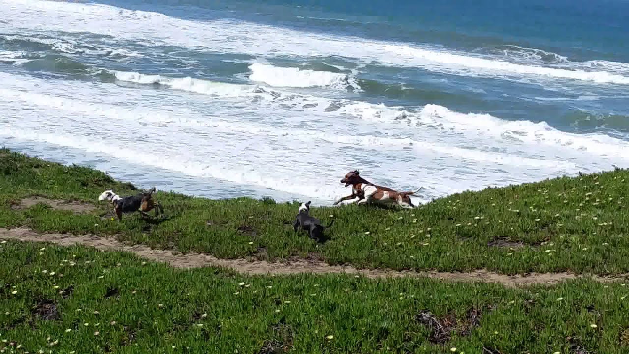 3/25/16 Ace Free Dorris Lily Marlo Char Mackey Seamus - YouTube