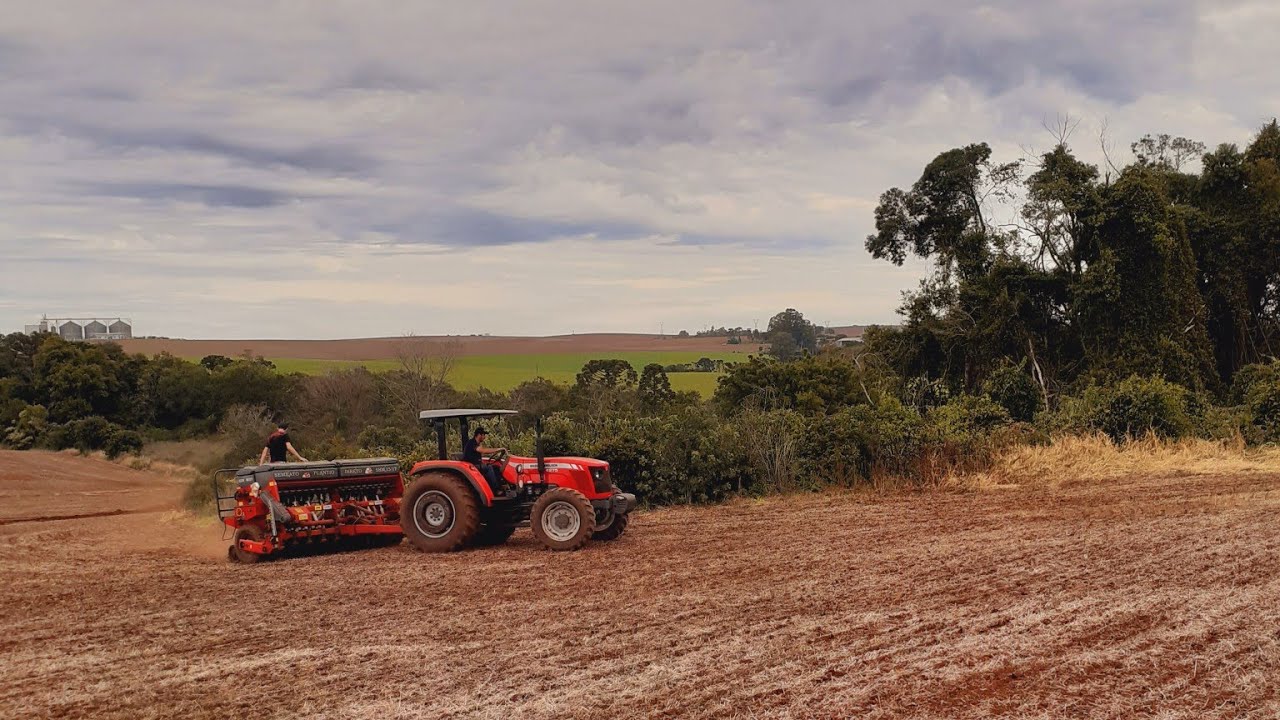 SEMEADURA DO TRIGO 🌾💥💯 MF 4275 + SEMEATO SHM 15/17 & MF 65X + GRADE ...