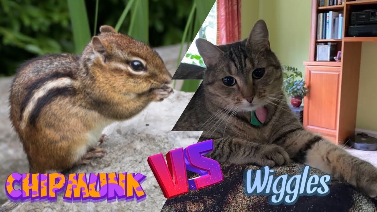 Chipmunk 🐿 vs Wiggles - YouTube