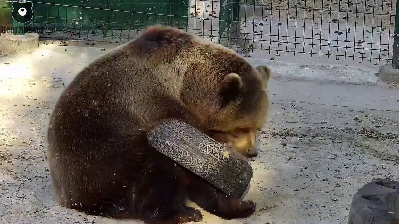 Покрышку в бараний рог🤣/Bear Mansur - YouTube