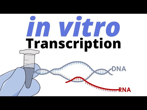 How IN VITRO TRANSCRIPTION works