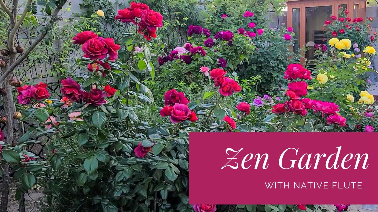 Windchimes and Rose Blooms! Zen Phoenix Rose Garden in Spring 🌹 - YouTube