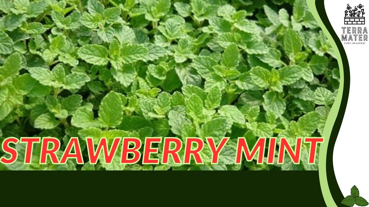 Savoring the Sweetness of STRAWBERRY MINT | herb garden delight ...