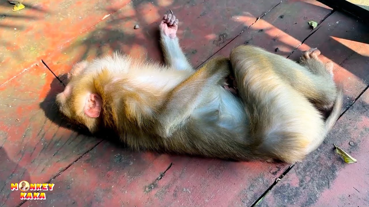 The moment Monkey Kaka was sad and alone was recorded by dad - YouTube