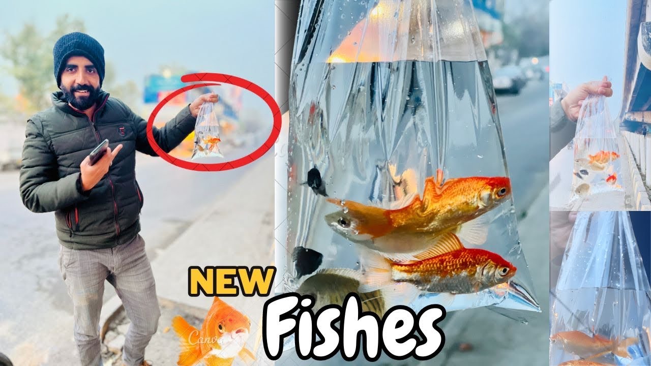 Both sari Fishes 🐡 Le aye 😘🥳 || Finally Bobt sari Fancy Fish 🐠 Le aye 😍 ...