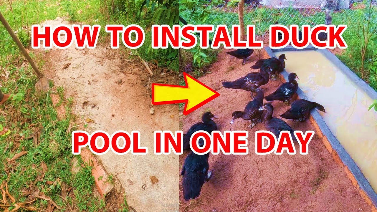How to install duck pool with simple tools in a day - YouTube