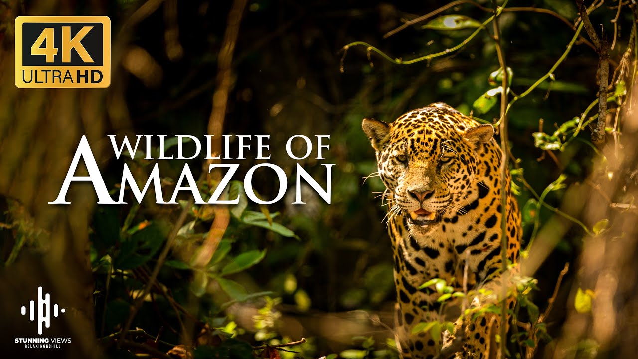 Amazon Wildlife In 4K - Home Of Wild Animals | Stunning Views Film # ...