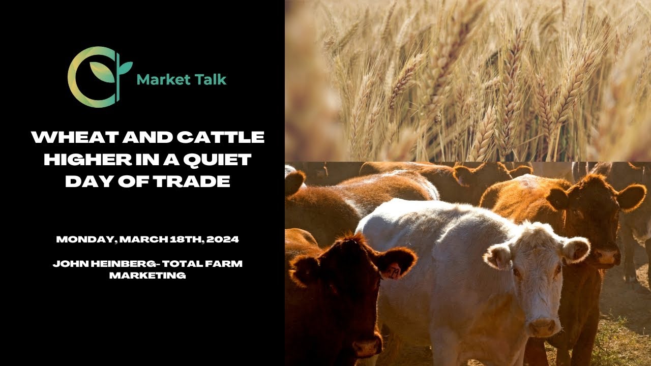 Wheat and Cattle Higher in a Quiet Day of Trade - YouTube