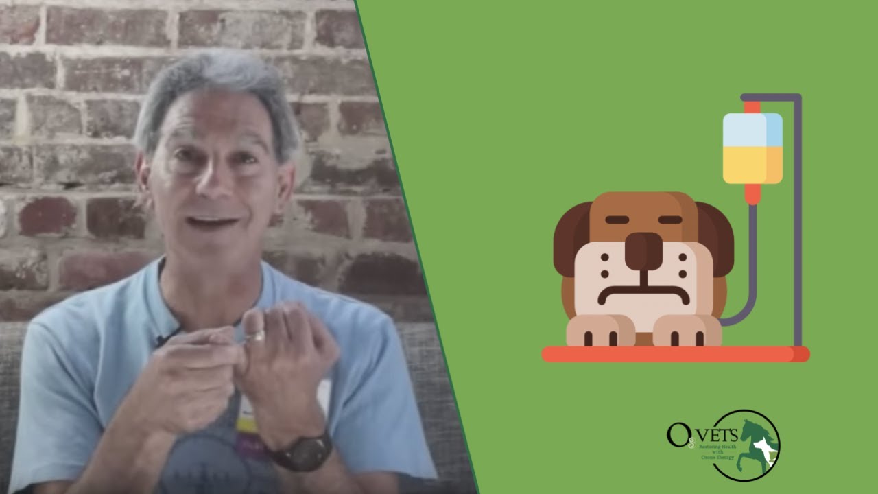 Dr. Gerald Buchoff tells veterinarians why they have to use ozone therapy - YouTube