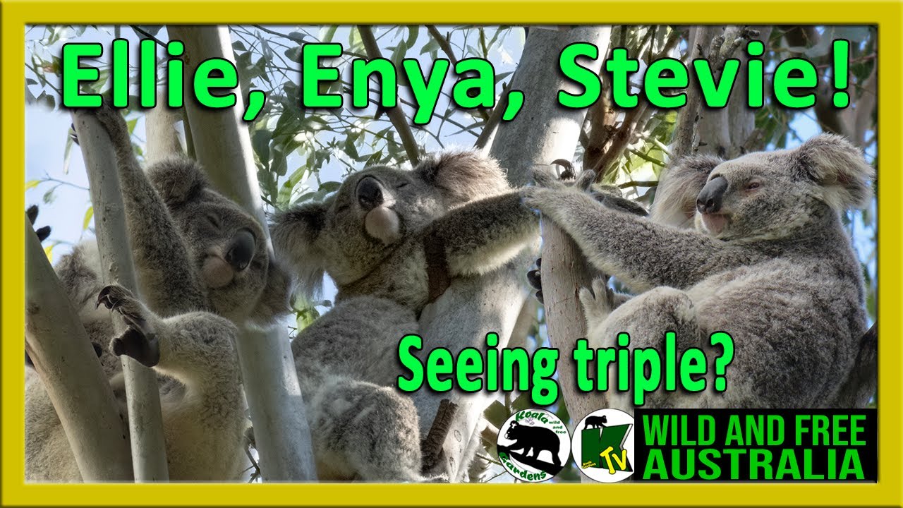 What? Do all koalas look alike? No way! | Australia all over ENYA ELLIE ...