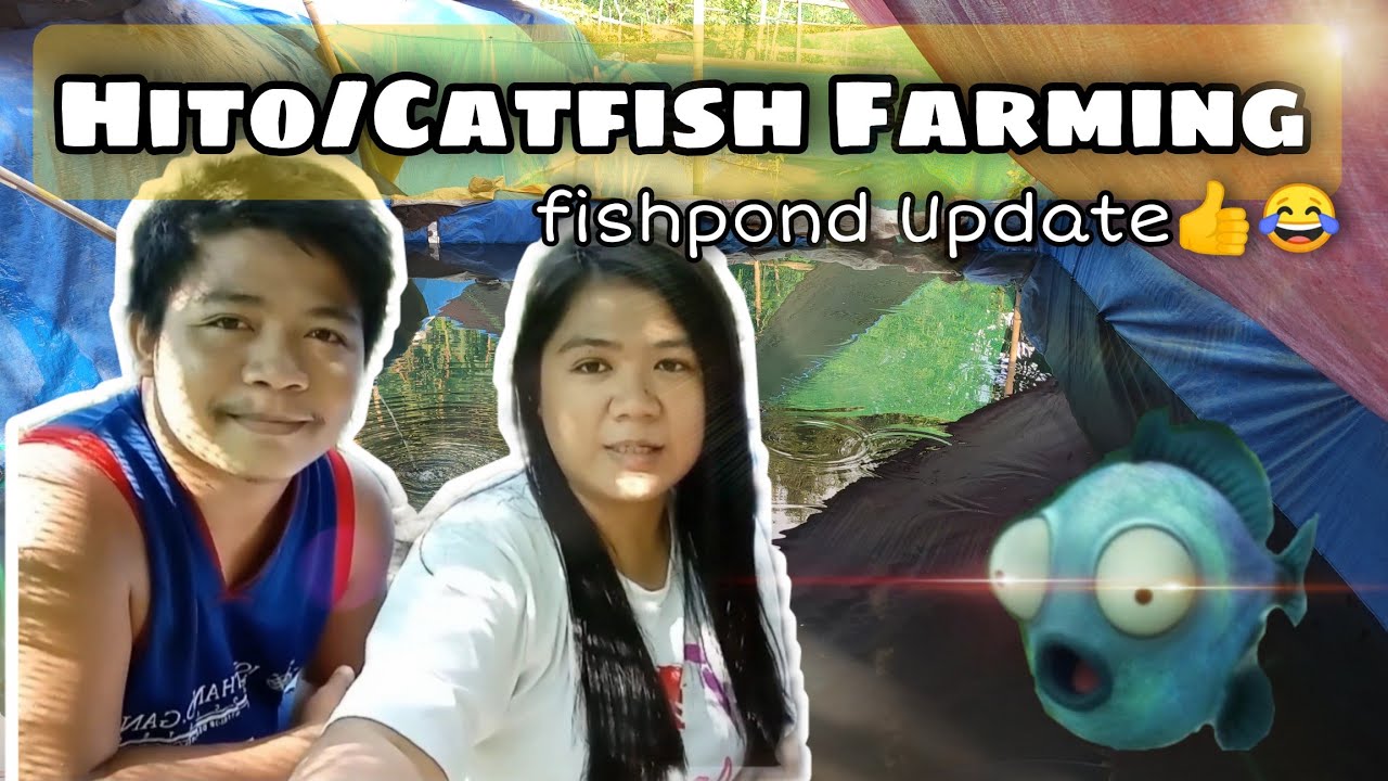 Hito/Catfish farming| update sa 1000 fingerlings🐟 |nakalona na fishpond ...