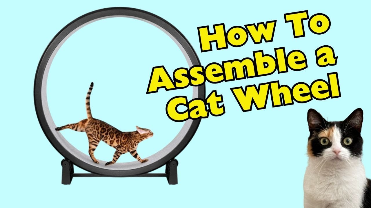 Assembling a Cat Exercise Wheel from One Fast Cat - YouTube