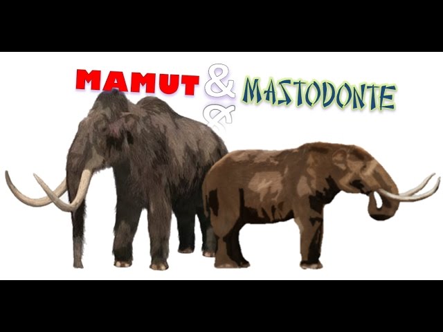 Diferencia Entre Mamut Y Mamut Colombiano Stock De Ilustración.