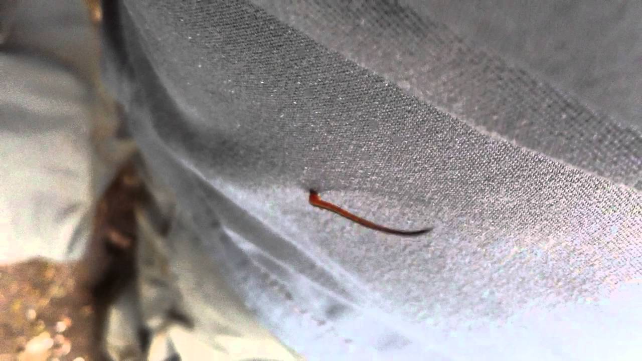 Limatik (Leech) - YouTube