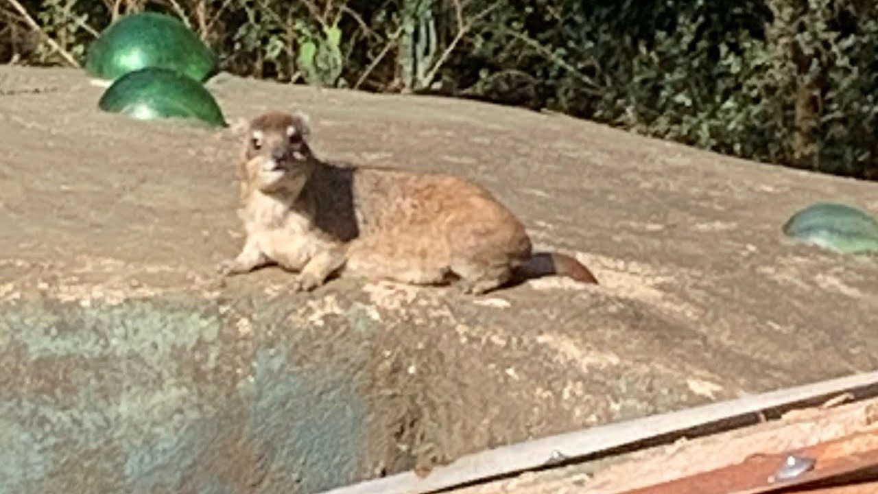 LIVESTREAM! Hyrax questions answered with hyrax on roof - LIVE WAWA ...