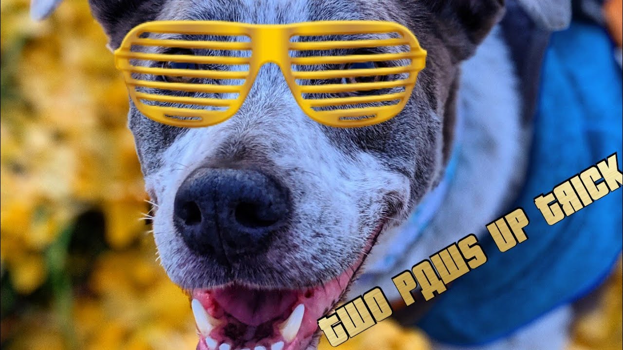 Two Paws Up | Demo - YouTube