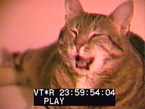 Cat Yawn-Sony BVP-330 Test Footage - YouTube