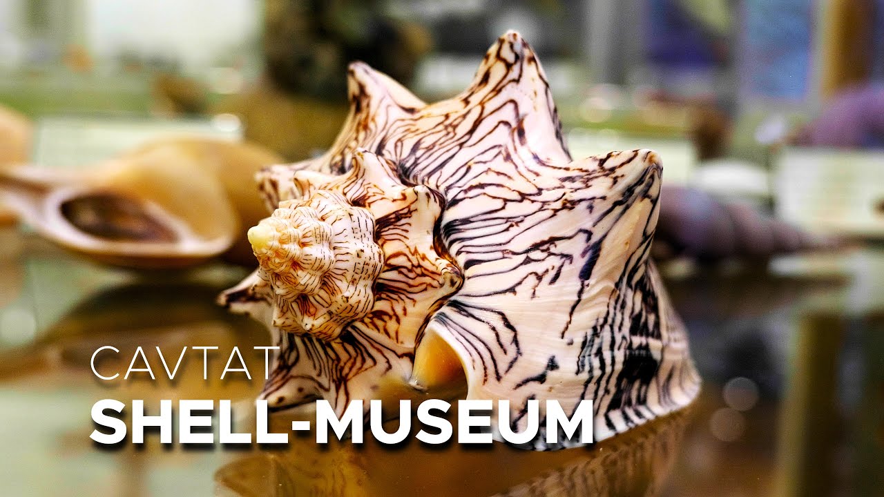 Entdecke die faszinierende Welt der Muscheln: Besuch im Muschel-Museum ...
