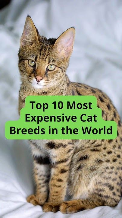 Top 10 Most Expensive Cat Breeds in the World - YouTube