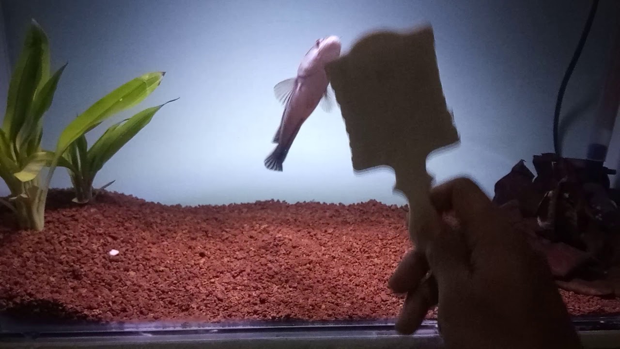 Latih mental Channa maru red sampit baby 15 cm - YouTube