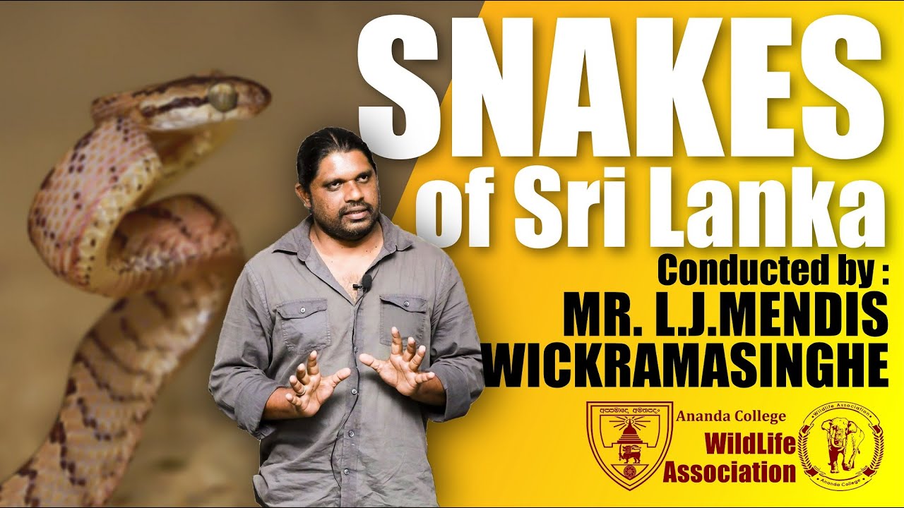 Snakes Of Sri Lanka. Conducted By Mr. L.J. Mendis Wickramasinghe. - YouTube