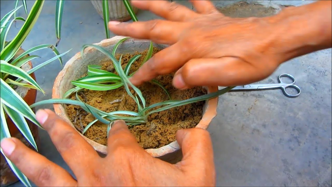 Easy Way To Propagate Spider Plant | Step By Step Method - YouTube