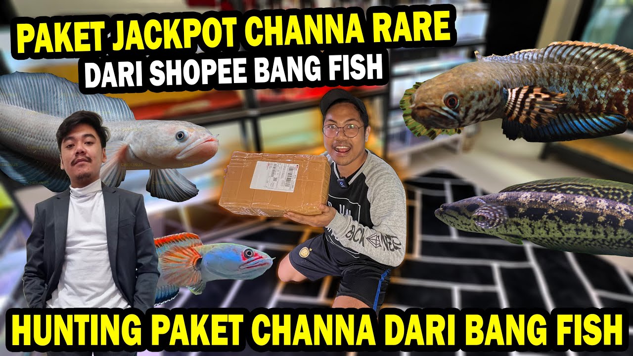 HUNTING CHANNA RARE BANG FISH DI SHOPEE!! MODAL Rp 500.000 DAPAT APA ...