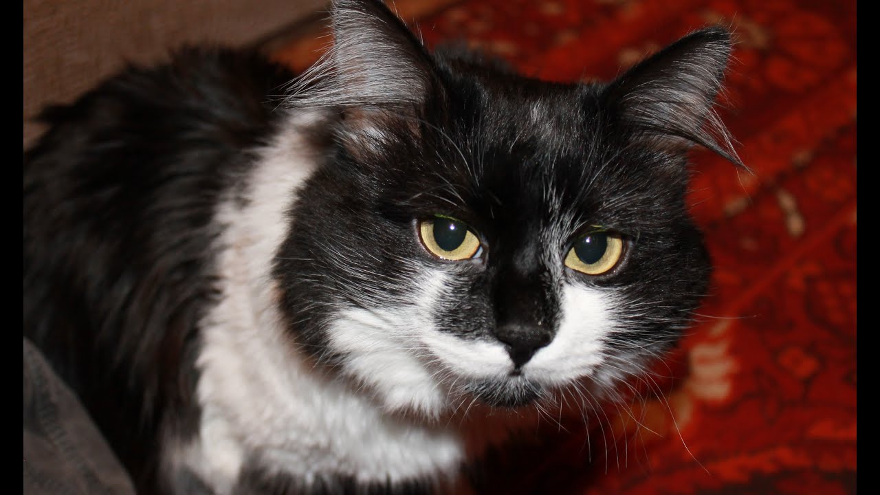Cat Tepa explores the contents of the box - YouTube
