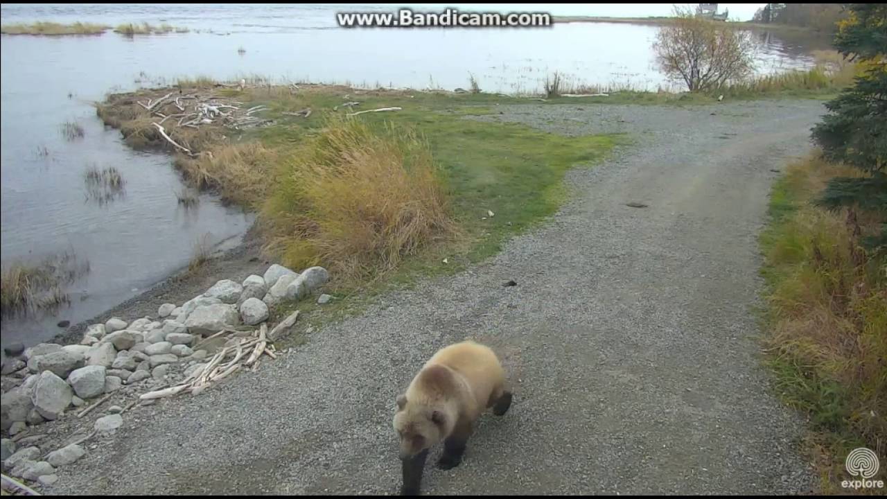 Lone Bear cub PArt 1 Brooks falls Katmai 2016 10 08 16 11 55 827 - YouTube