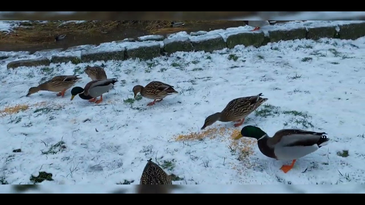 🐦Karmiska i ptaszyska 🦆 zimna i bystra rzeka - 22.12.2023 - YouTube