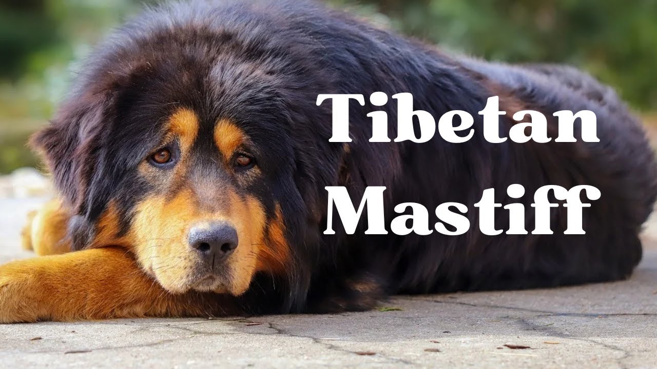 Tibetan Mastiff: The World’s Most Majestic Guardian Dog! - YouTube
