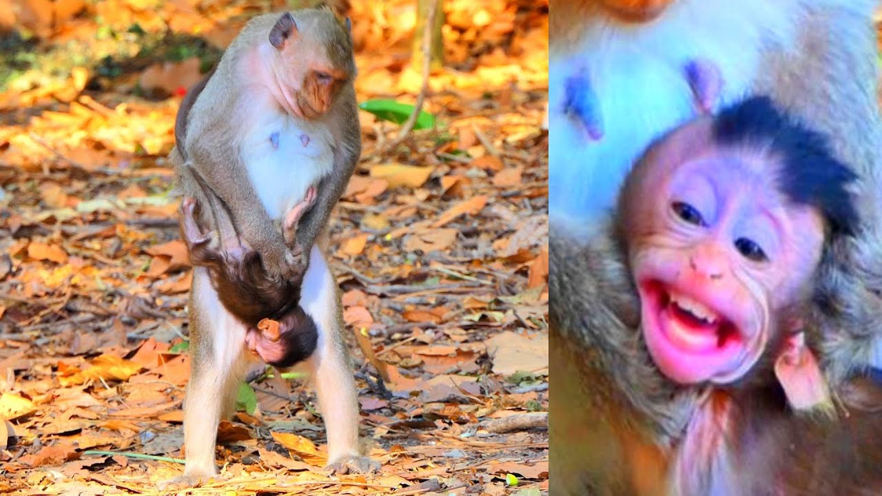 No Good Way! Really Painful To Watch This Scene Video Almost Broken ...