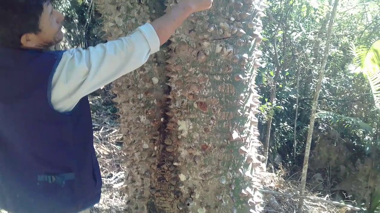El Arbol Wimba, en las ruinas pre-inca de Wimba - Rodriguez de Mendoza ...