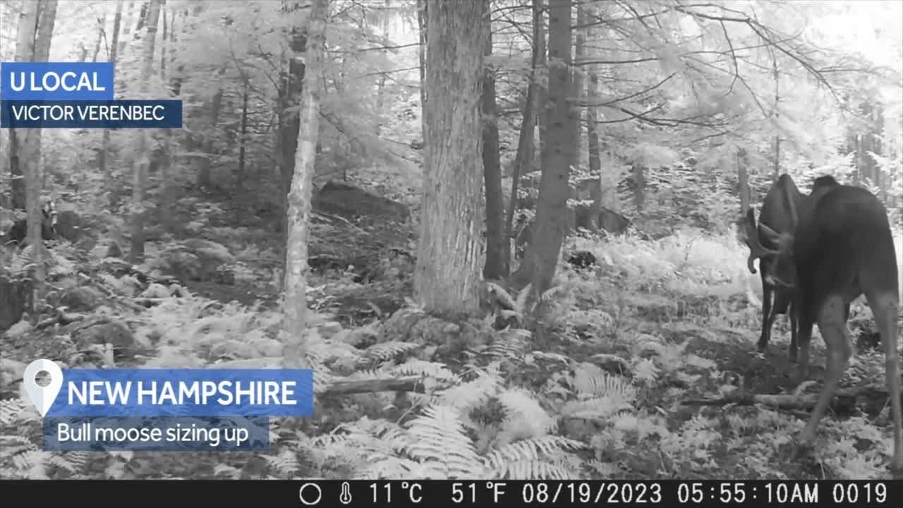 Bull moose size each other up ahead of mating season in New Hampshire ...