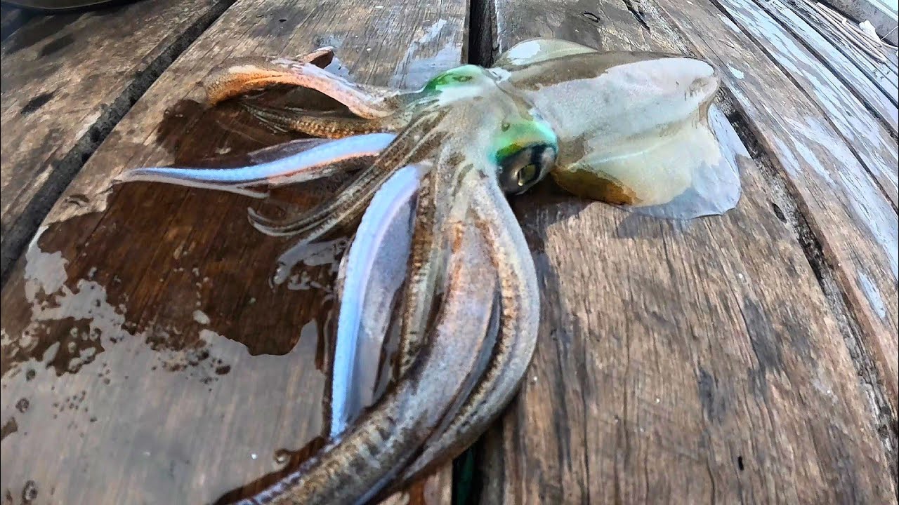Jetty Fishing In Winter Squid, banjo and more! - YouTube