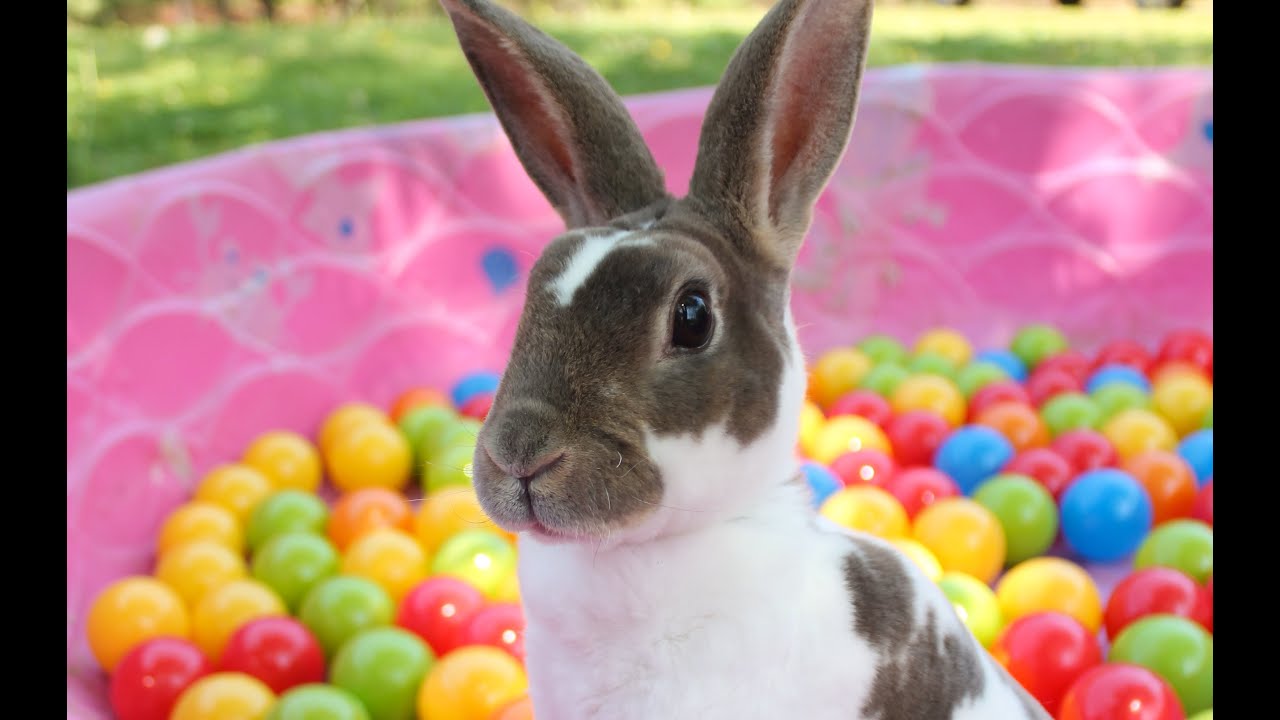 Cute Bunny Plays Outside - YouTube