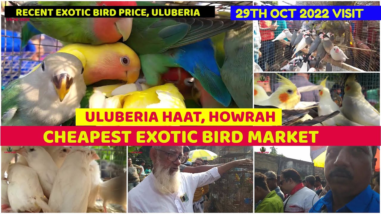 Uluberia Haat Cheapest Bird Market, Howrah, West Bengal |Recent Bird ...