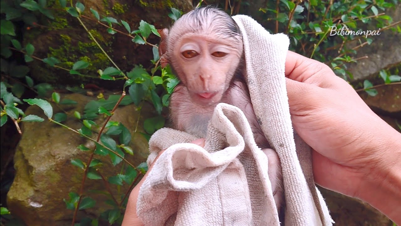 Baby monkey done washing washing - YouTube