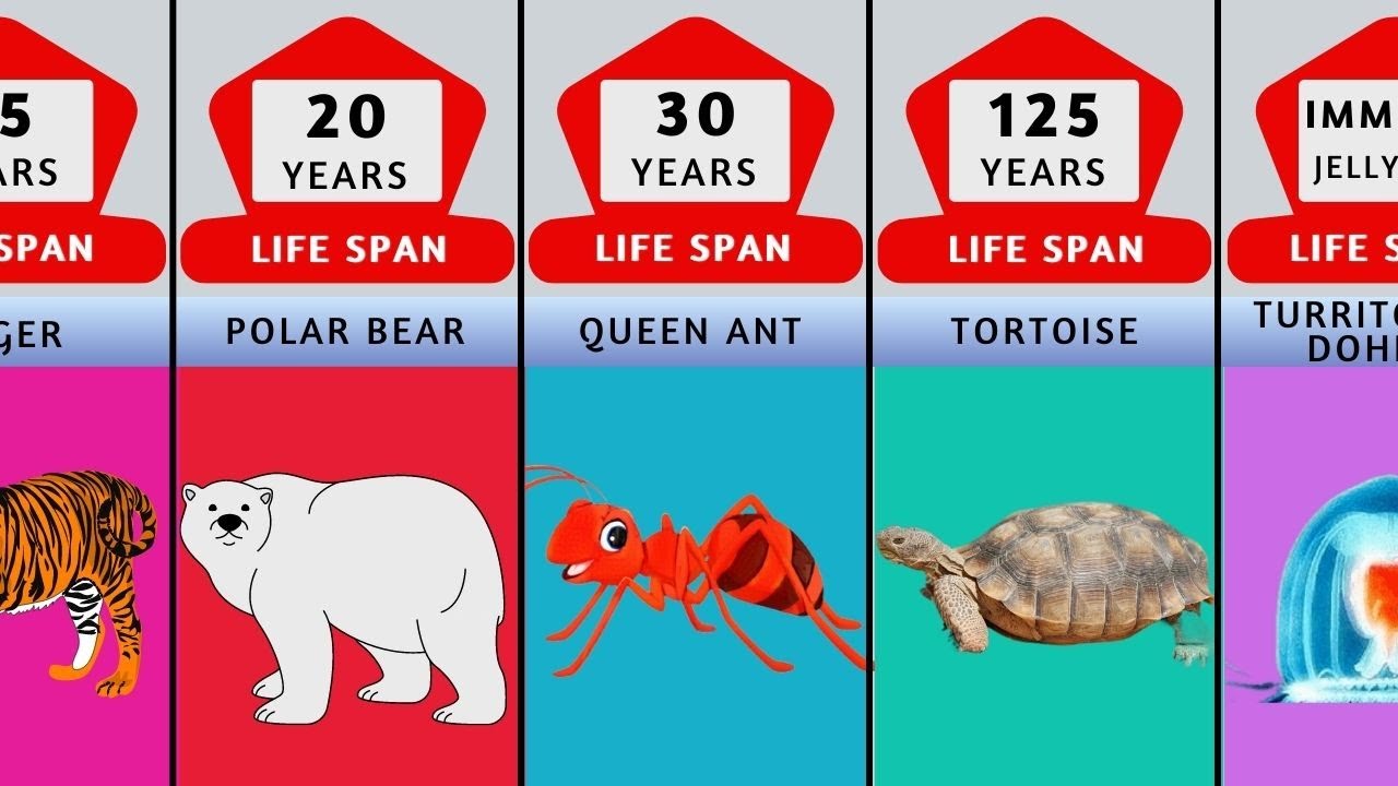 Life Span Shortest To Longest Comparison | Animal Age - YouTube
