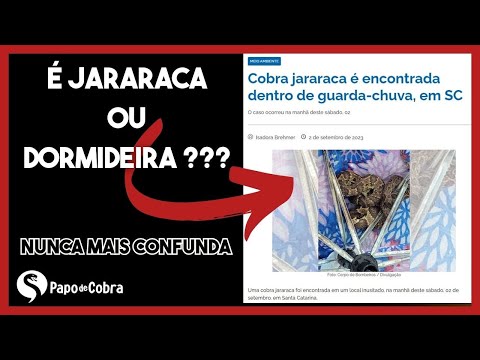 Diferença entre jararaca e dormideira - Não confunda nunca mais | Papo de Cobra
