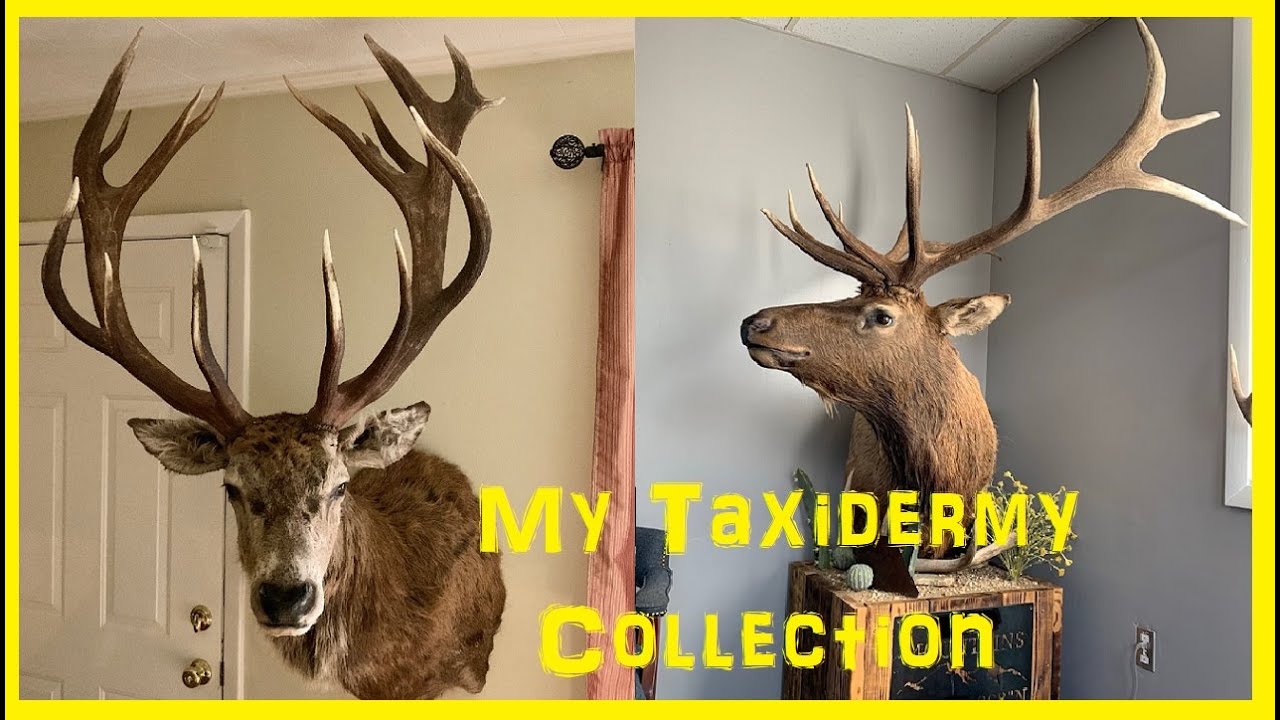 My Taxidermy Collection! - YouTube