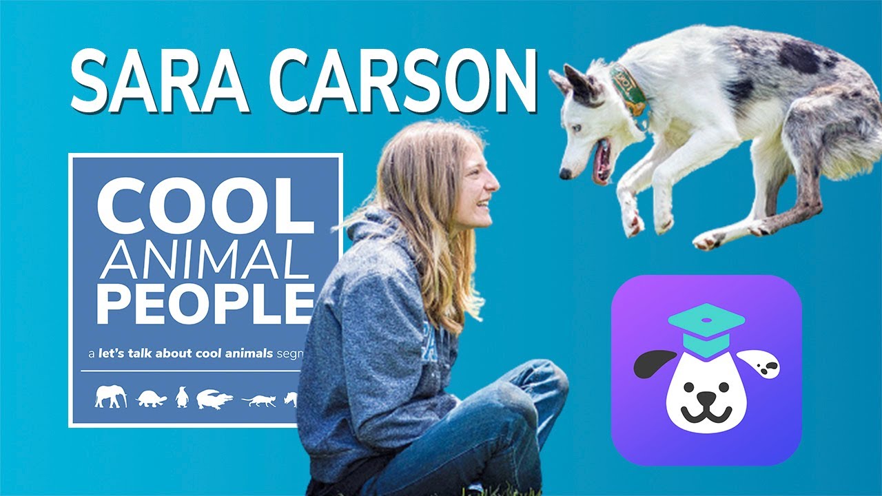 COOL ANIMAL PEOPLE! Ep. 9 - Sara Carson (The Super Collies) - YouTube