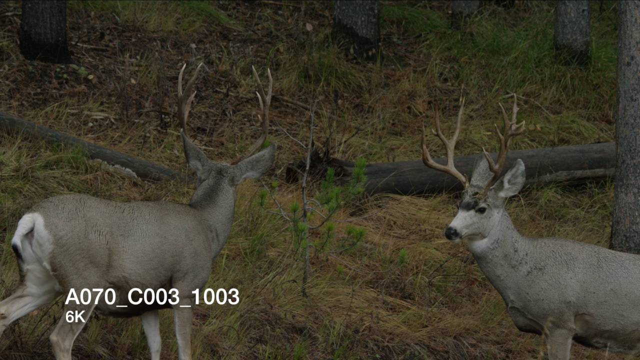 Mule Deer Buck Fighting